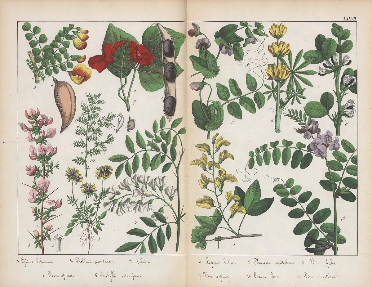 Botanical Art History – Katja Katholing-Bloss